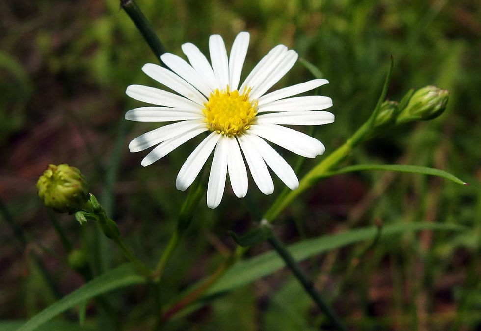 PERENNIAL FORBS | Borderlands Plants 3/4