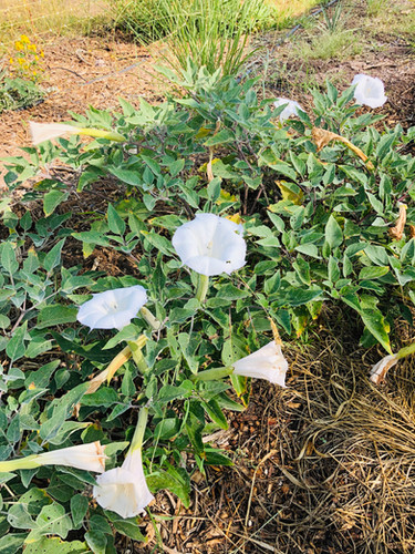 Jimson Weed Seed/Sacred Datura, Datura wrightii | Borderlands Plants