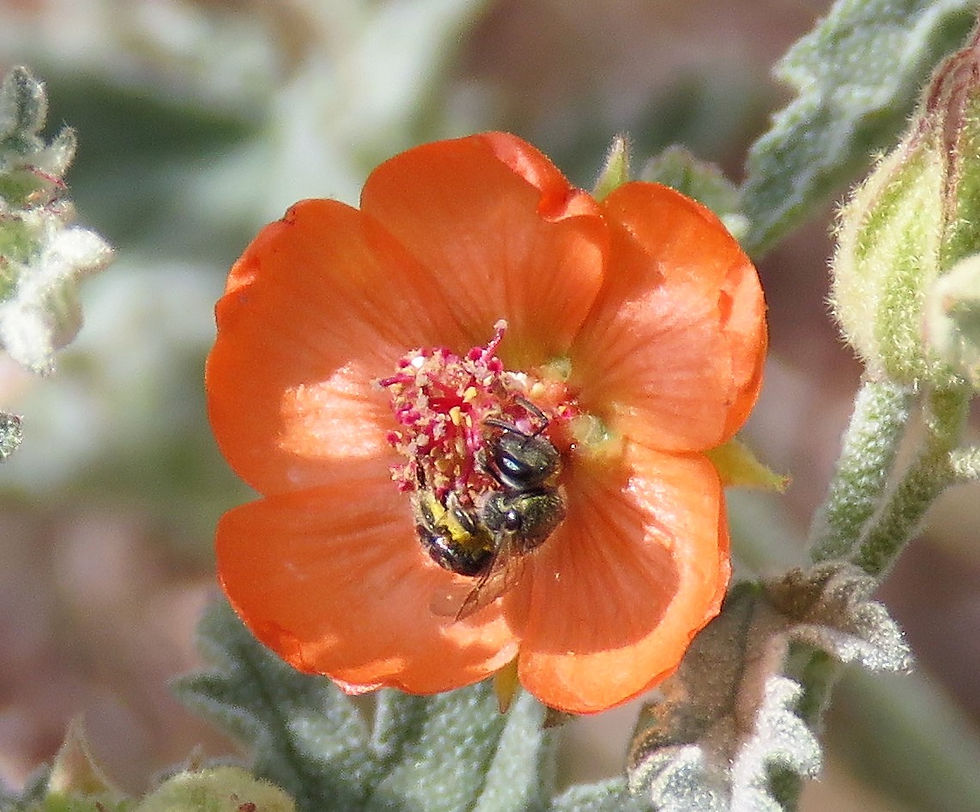 PERENNIAL FORBS | Borderlands Plants 2/4