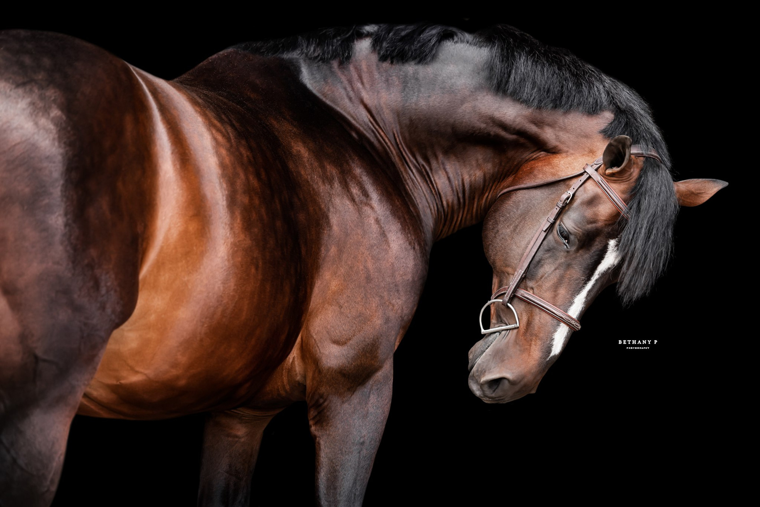 Ryan Pedigo Sport Horses | Stallions | California