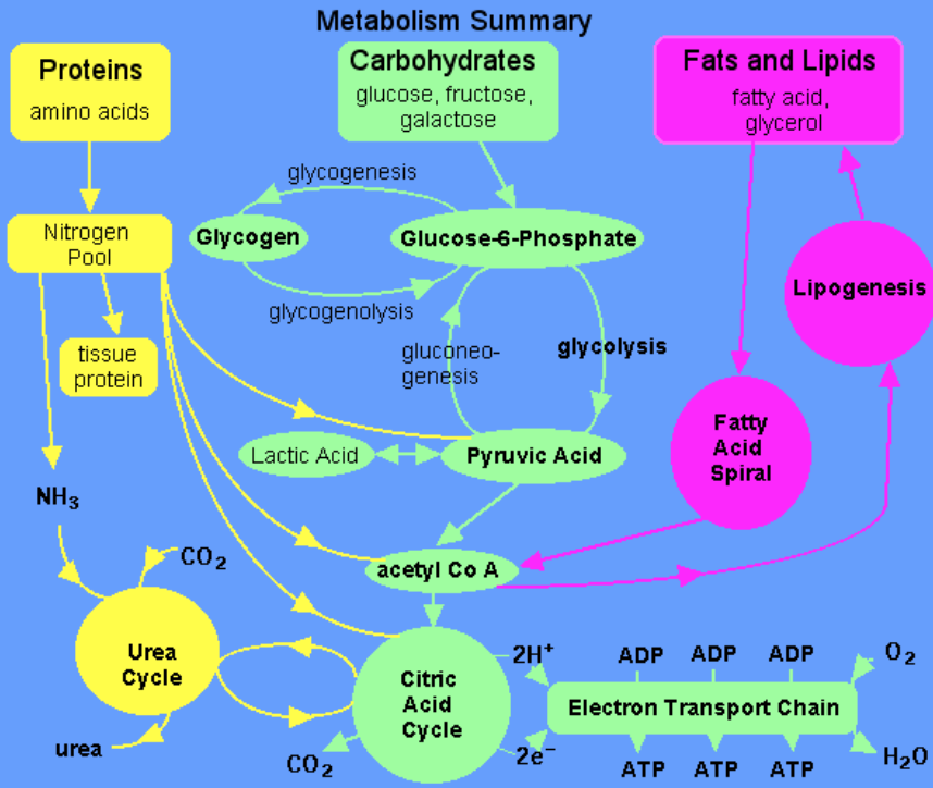 When you "burn fat" how exactly do you loose mass? : r/askscience