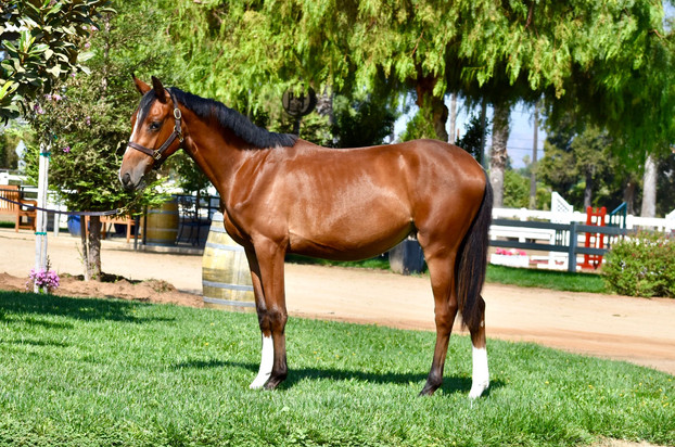 GALLERY | Ryan Pedigo Sport Horses | California