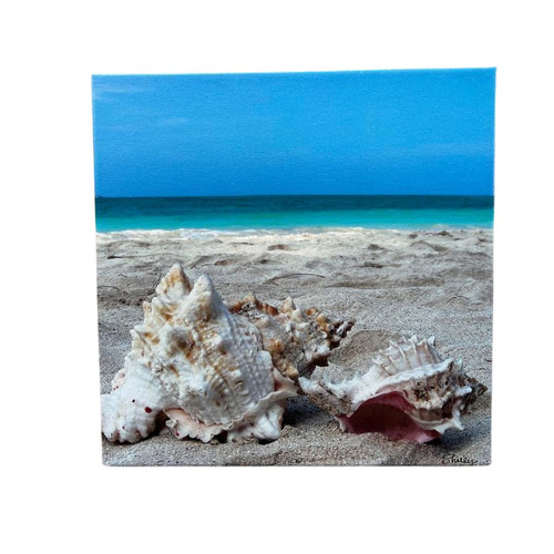 Conch Shells On Beach Wrapped Art | MyGo2Girl