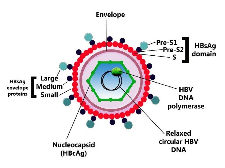 HEPATITIS B VIRUS STRUCTURE