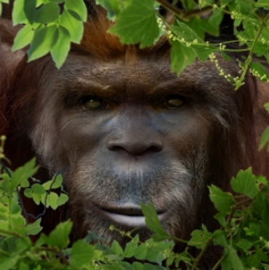 Art of Bigfoot - Sasquatch Stories