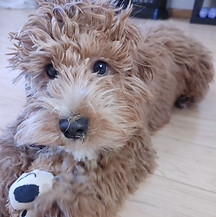 Buffalo Nutrition & Dietetics, PLLC | Functional Dietitians in Buffalo NY