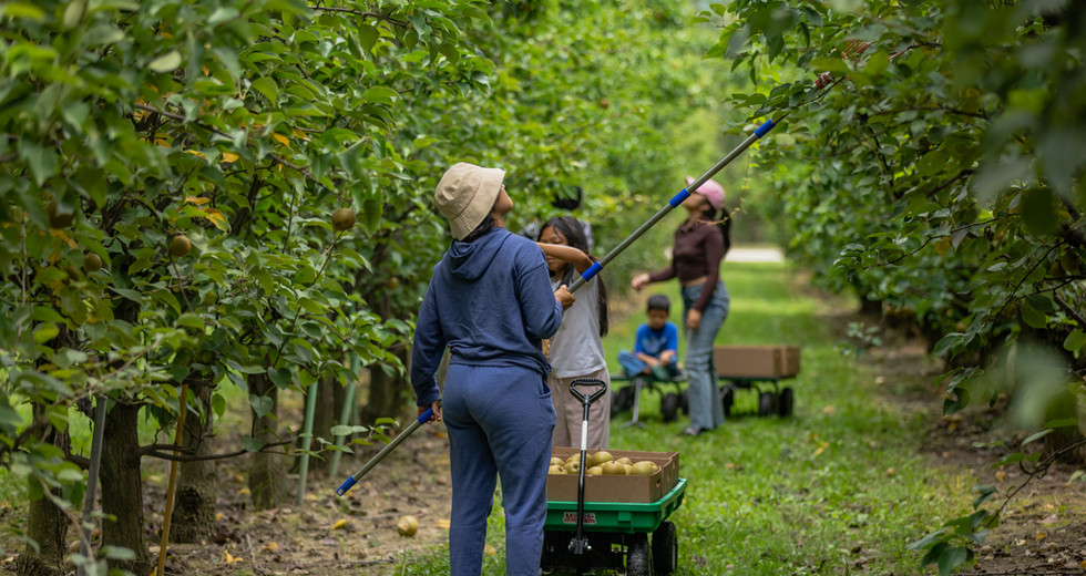About | Pilot Mountain Pears