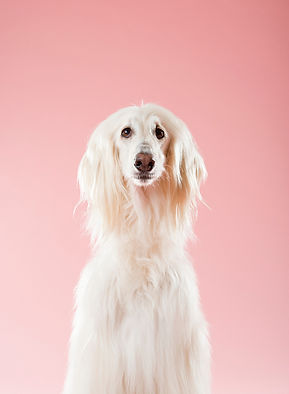 Vets in Leeds | Leeds Veterinary Centre | Independent Vets Leeds