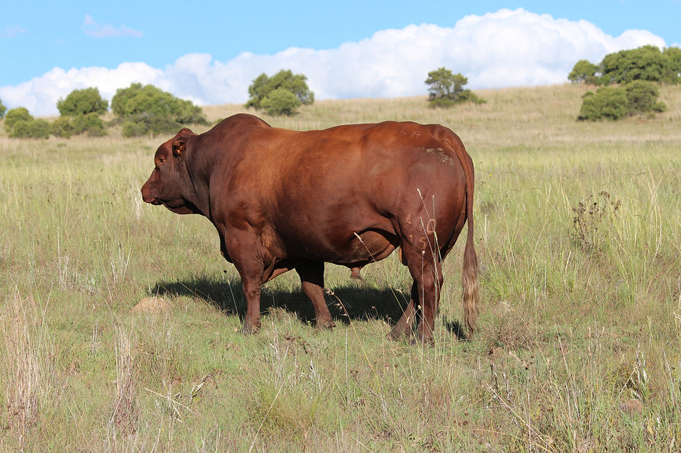 SEMEN TE KOOP | le-roc