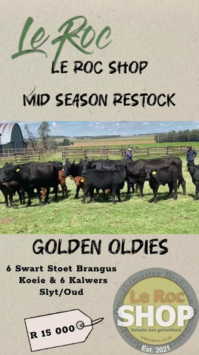 6+6 STOET BRANGUS KOEIE (slyt/oud) Moontlike 3-in-1's | le-roc