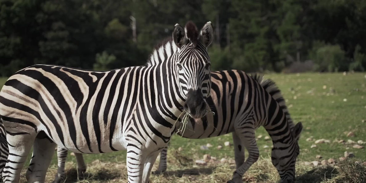 Animal Safari & Events Venue in Waco Texas | Moon River Ranch