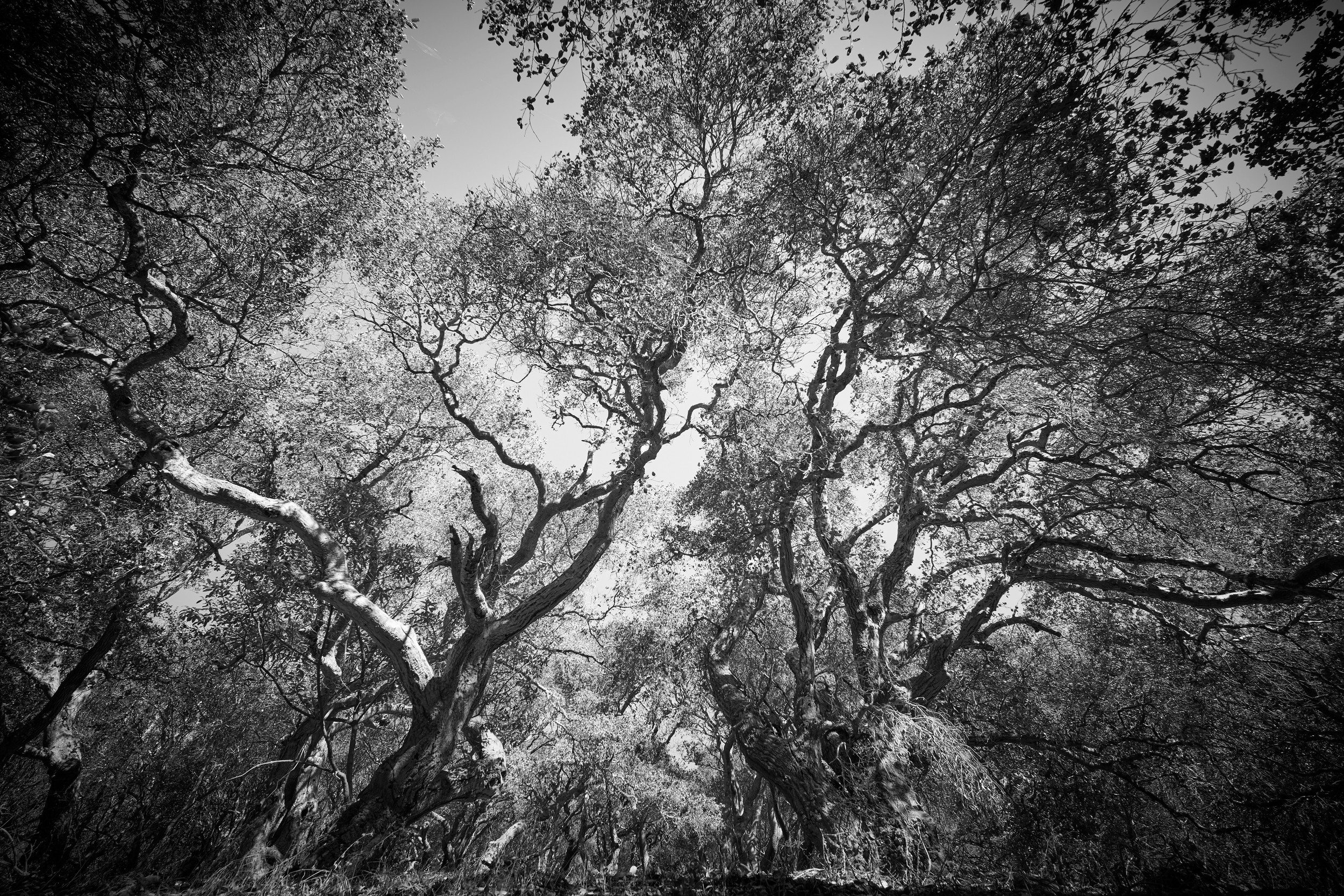 TREES B/W | Lia Roozendaal Photography