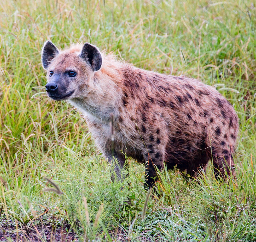 Harry Hyena