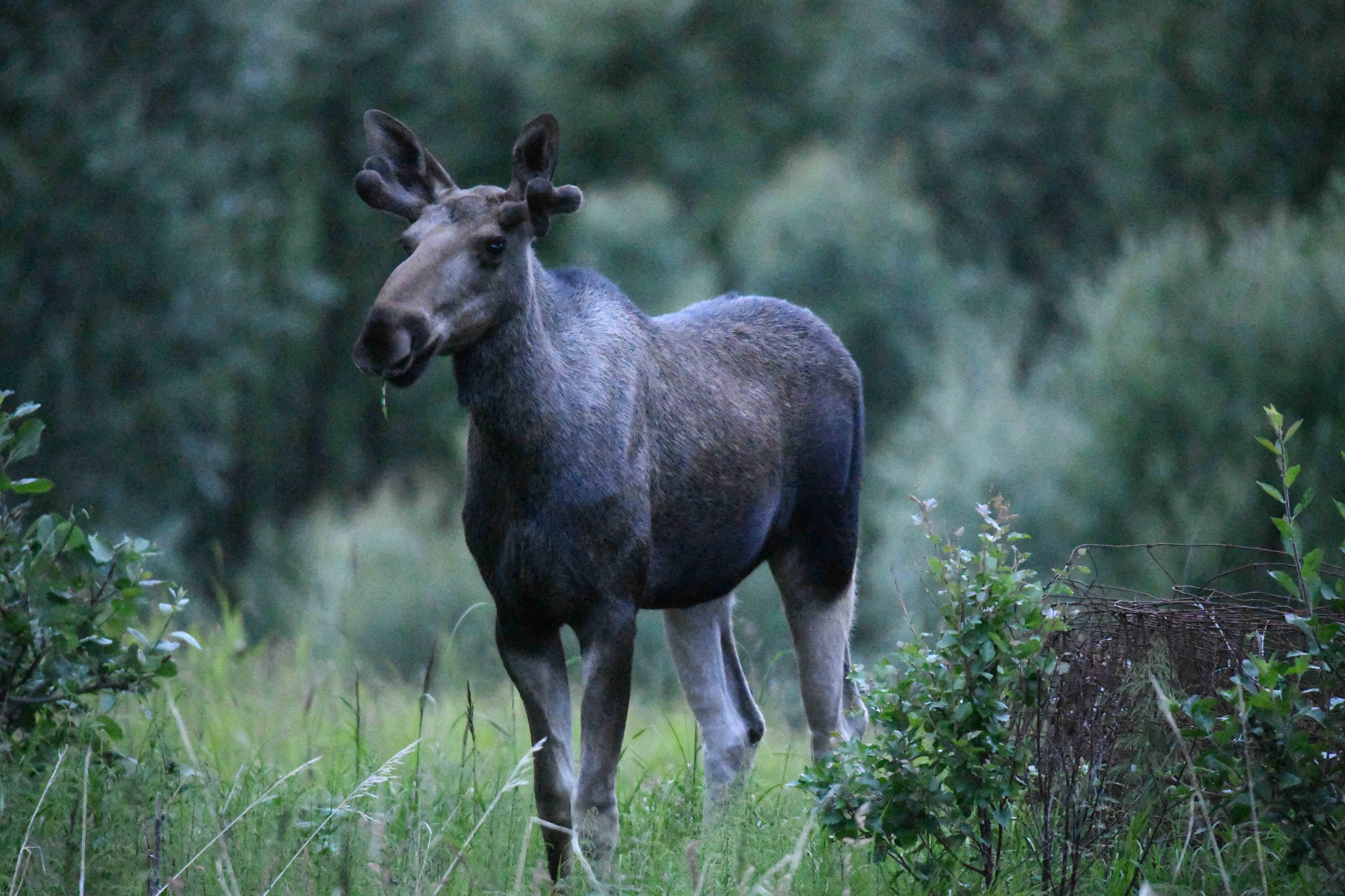 Moose Safari - All year | Vesterålen Tours | Norway
