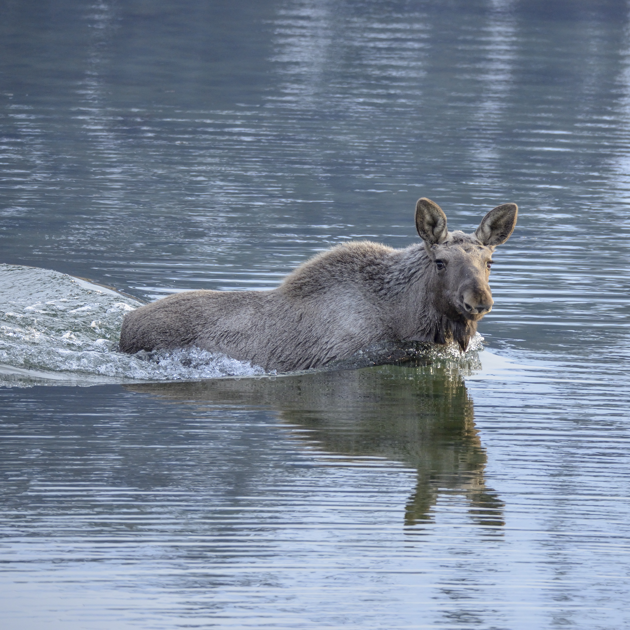 Moose Safari - All year | Vesterålen Tours | Norway