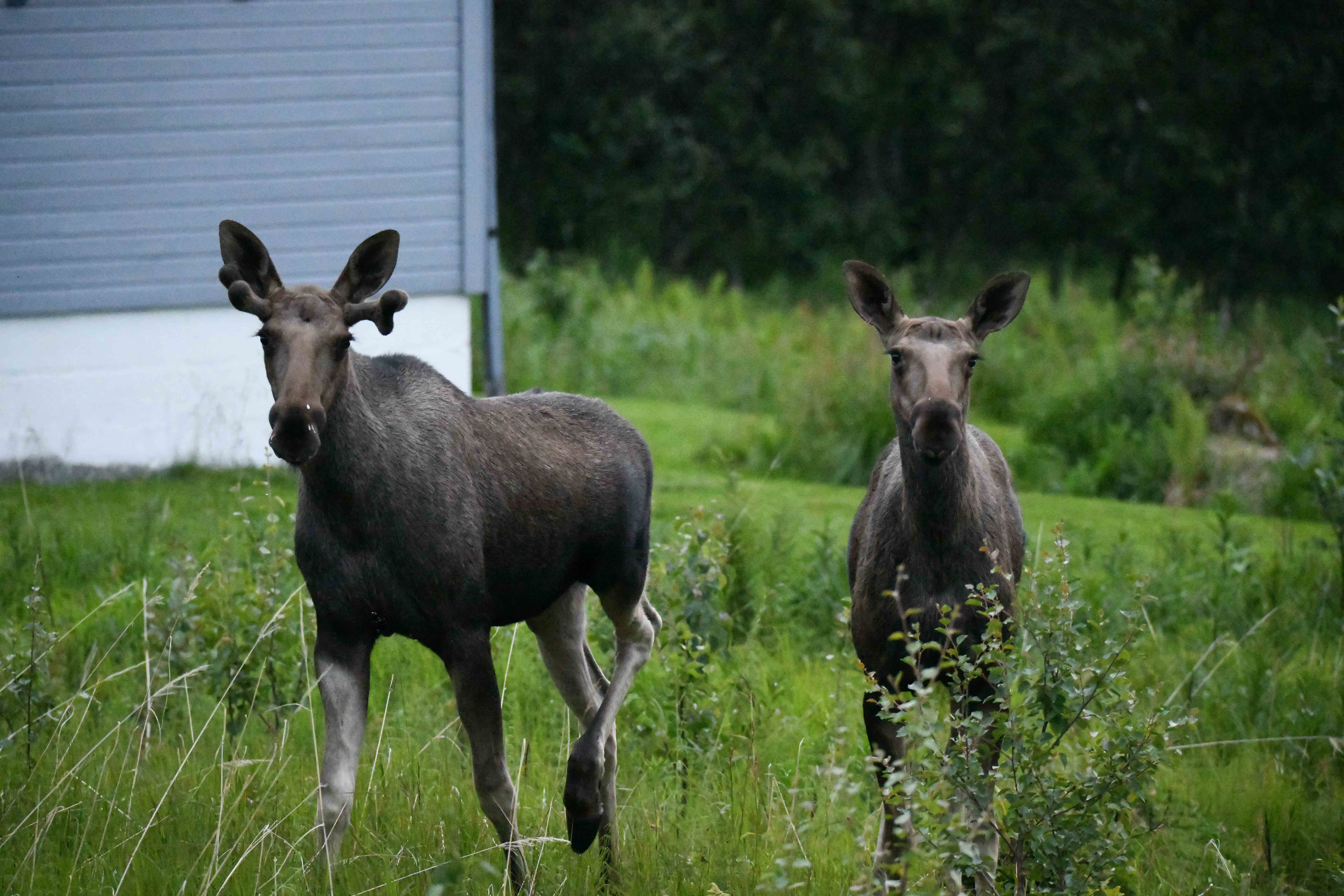 Moose Safari - All year | Vesterålen Tours | Norway