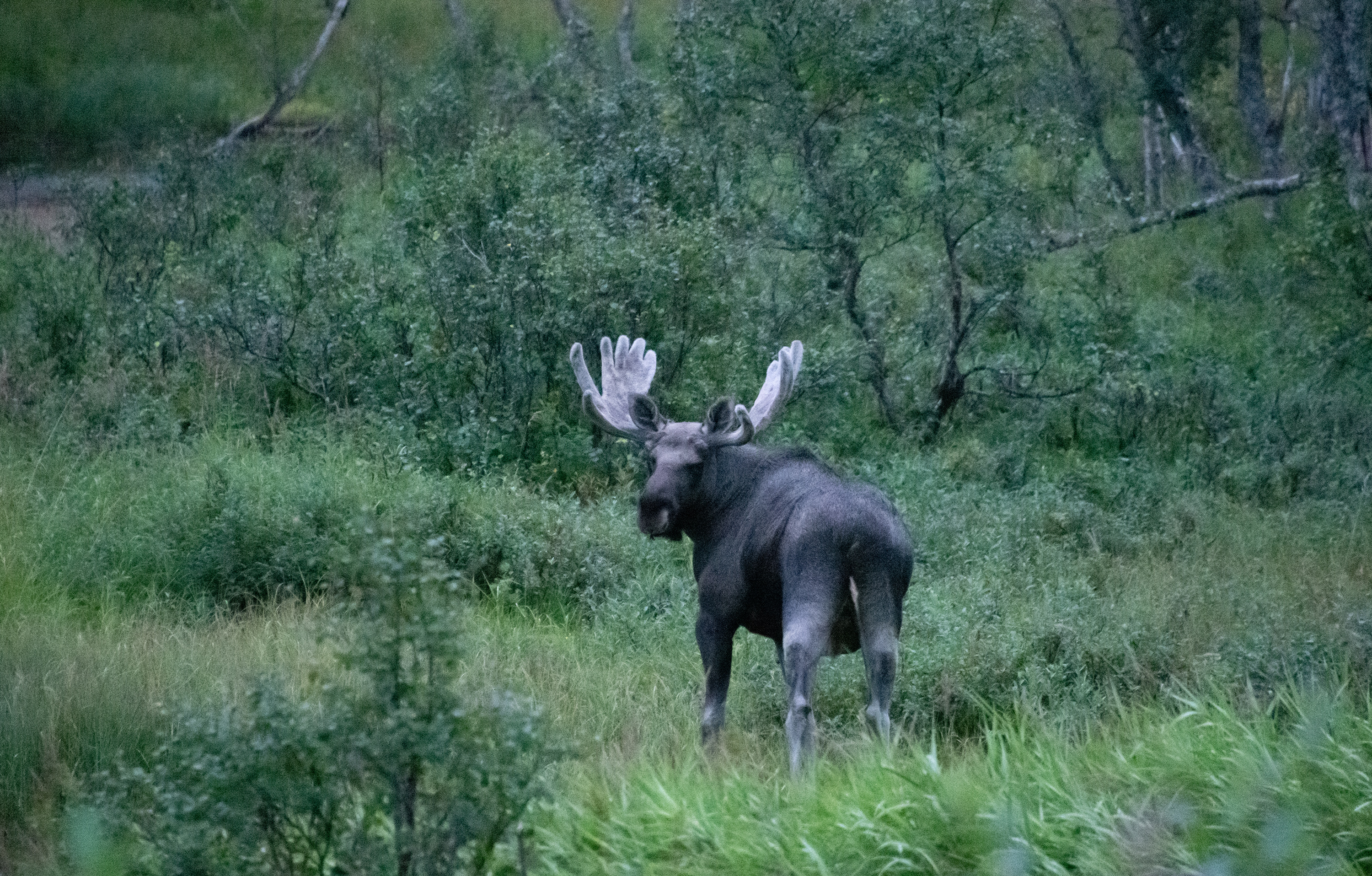 Moose Safari - All year | Vesterålen Tours | Norway