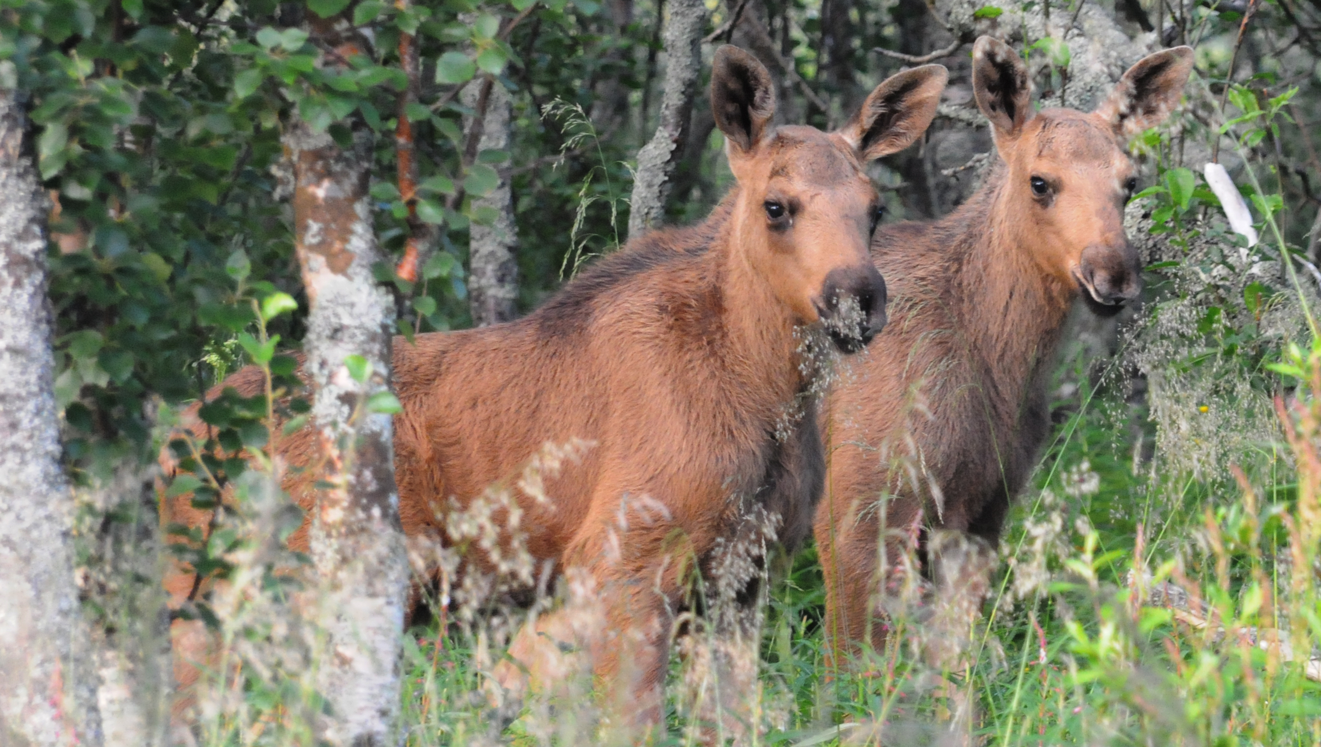 Moose Safari - All year | Vesterålen Tours | Norway
