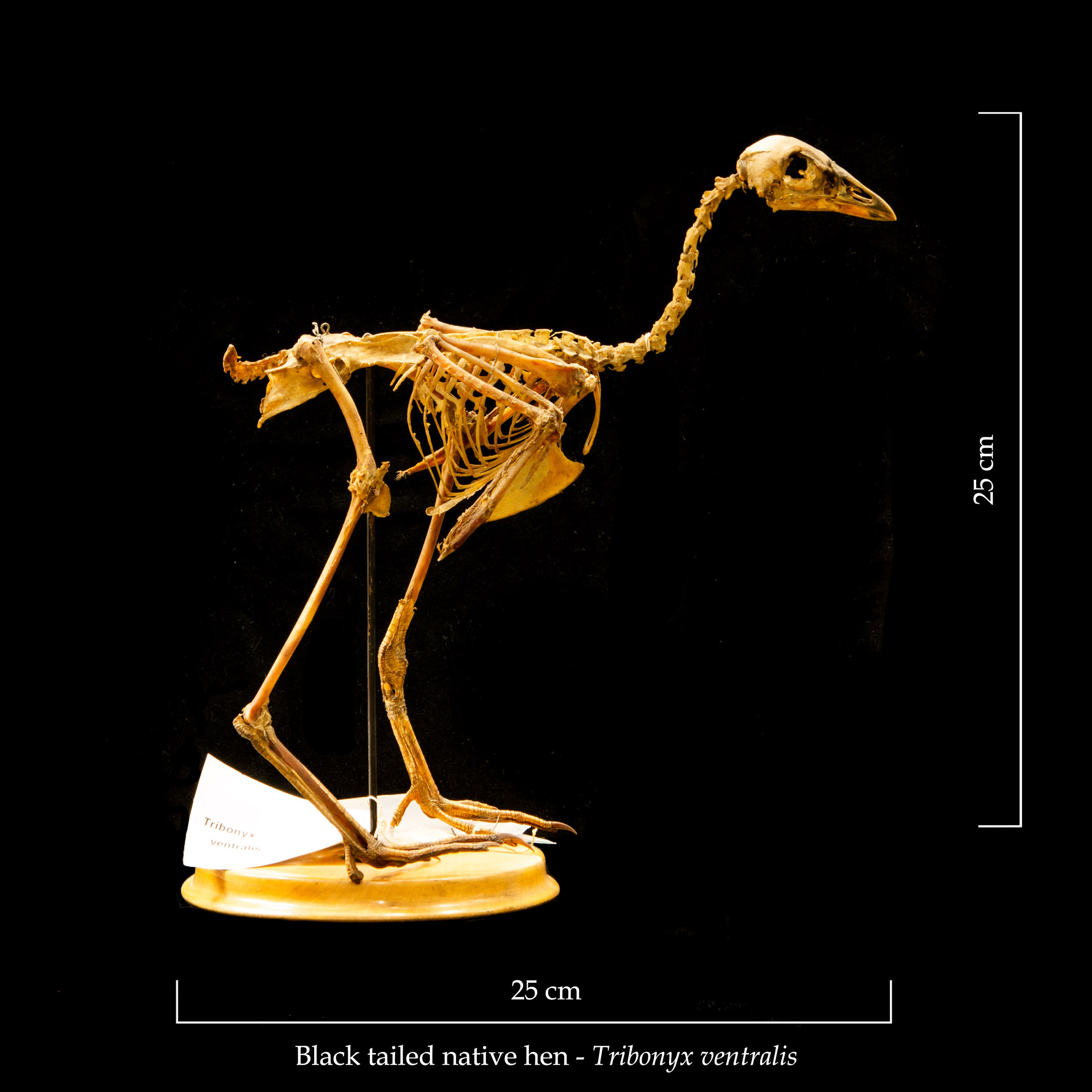 Susan Elaine Jones - Rail, crakes and swamphen skeletons