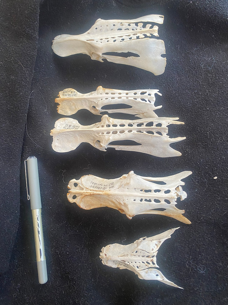 bird skull identification guide