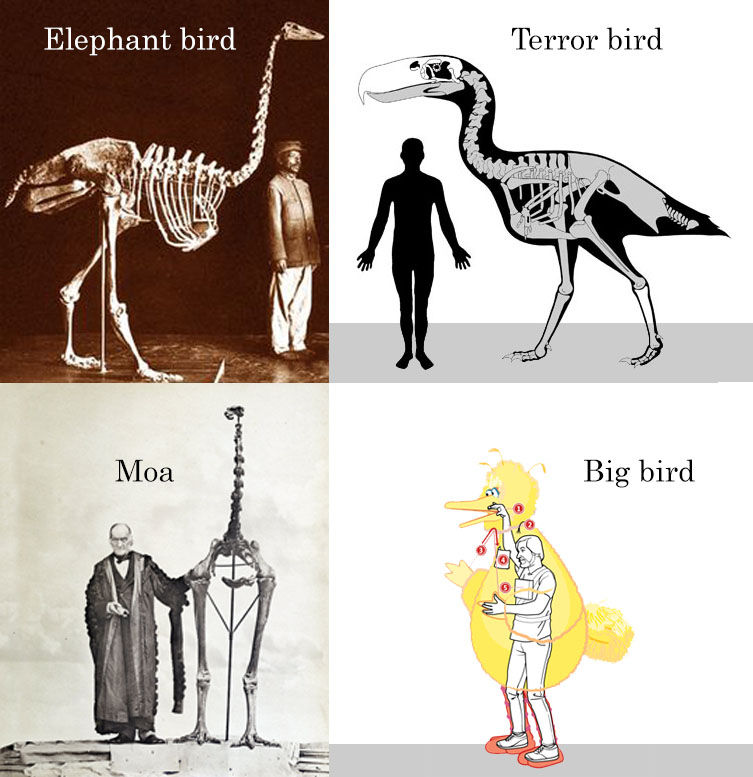 Big birds of history