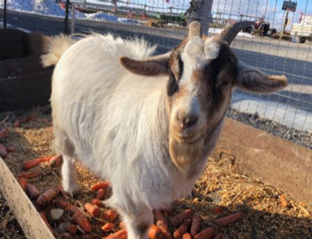 The Animals | Carma Farms