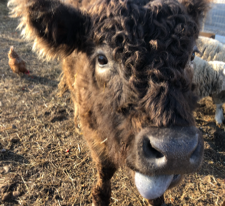 The Animals | Carma Farms