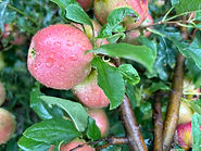 Apple Trees for Sale | turkeycreektrees