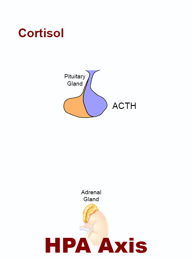 Dental Management of Patient on Steroid Therapy