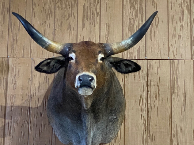 Home | Wheeler Livestock Au