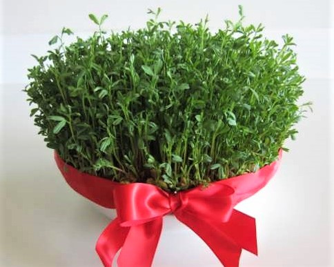 Guide to Growing Sabzeh (Green Sprout for Nowruz)