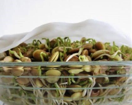 Guide to Growing Sabzeh (Green Sprout for Nowruz)