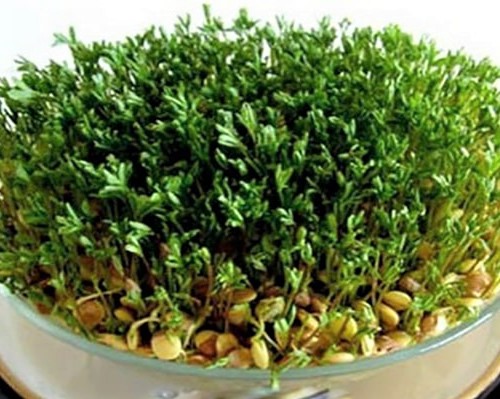 Guide to Growing Sabzeh (Green Sprout for Nowruz)