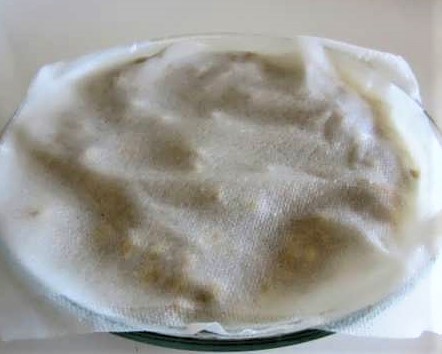 Guide to Growing Sabzeh (Green Sprout for Nowruz)