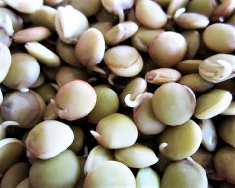 Guide to Growing Sabzeh (Green Sprout for Nowruz)