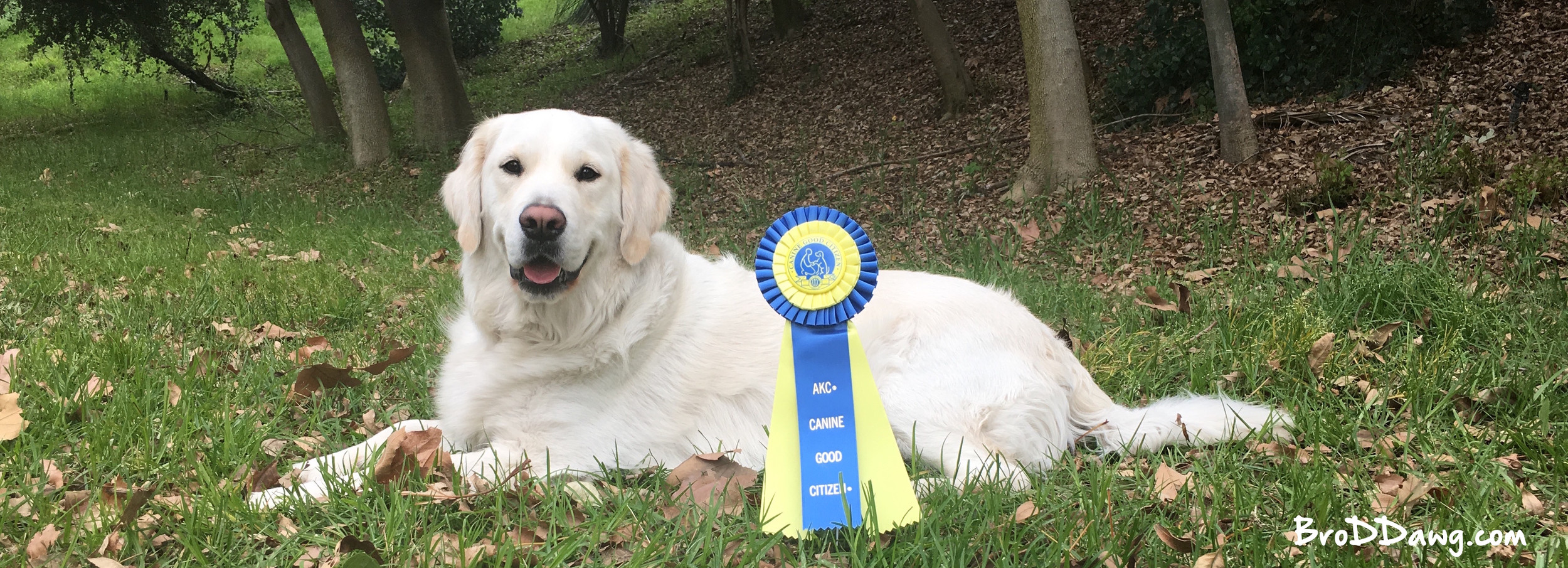 Golden Retriever | Canine Celebrity Bro D Dawg