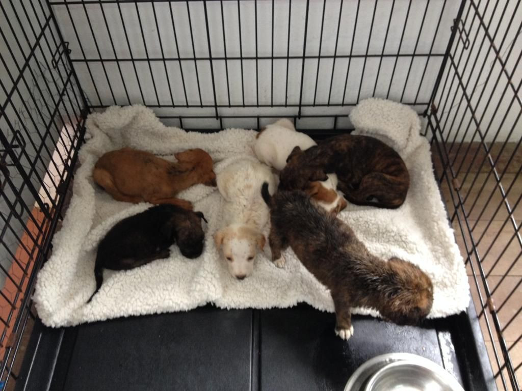 Contact | Bruno Project Rescue