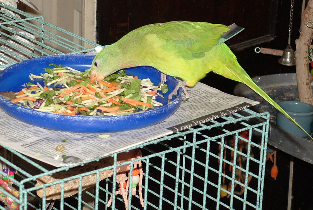 Give Your Bird A Healthy Start For A Long Life
