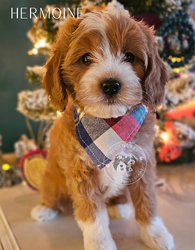 cavapoo puppies michigan