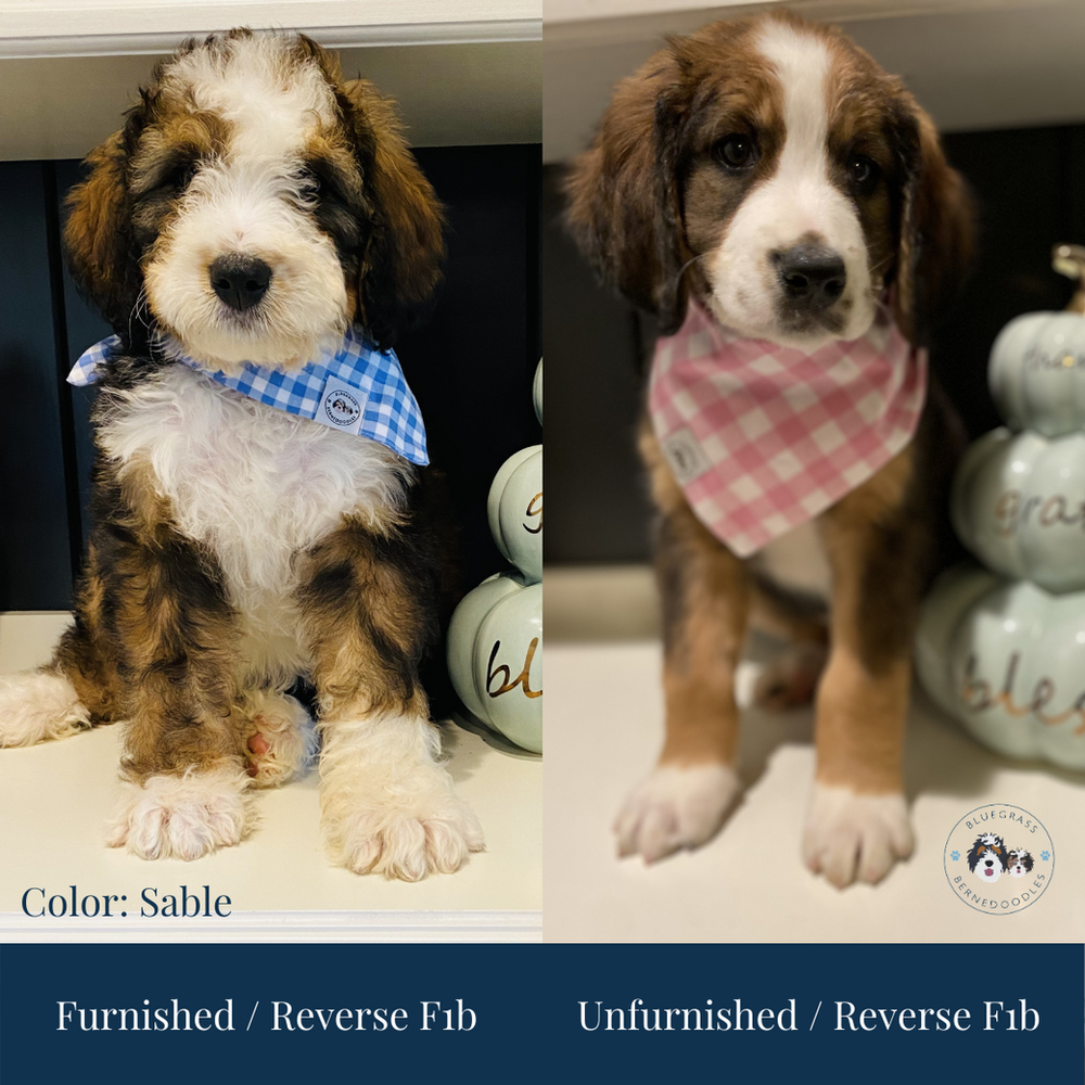 Temperament, coat, size, color... Everything you need to know about ...