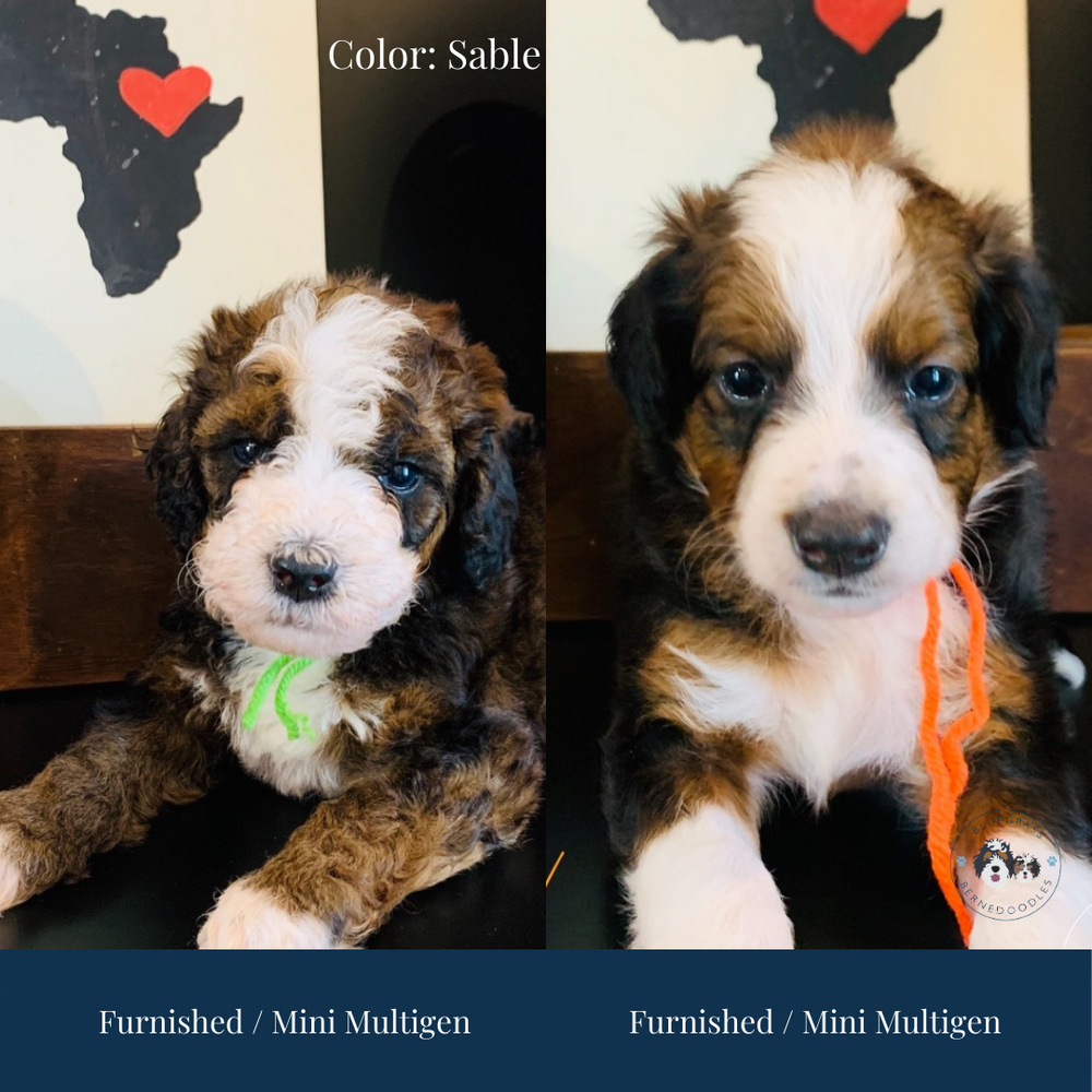 Temperament, coat, size, color... Everything you need to know about ...