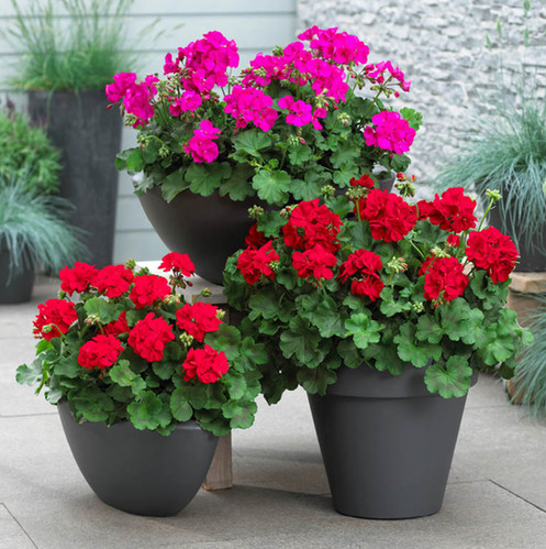 GERANIUM CALLIOPE 2LT Pot | Yard House Plants