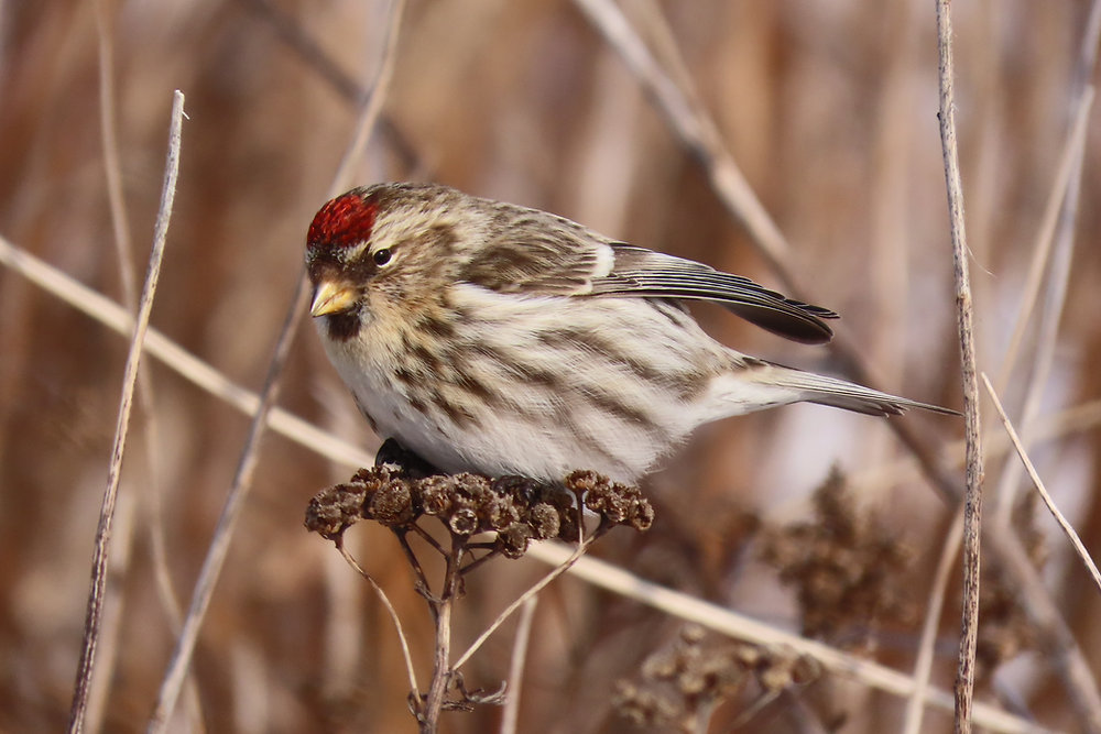 What to expect in winter finches