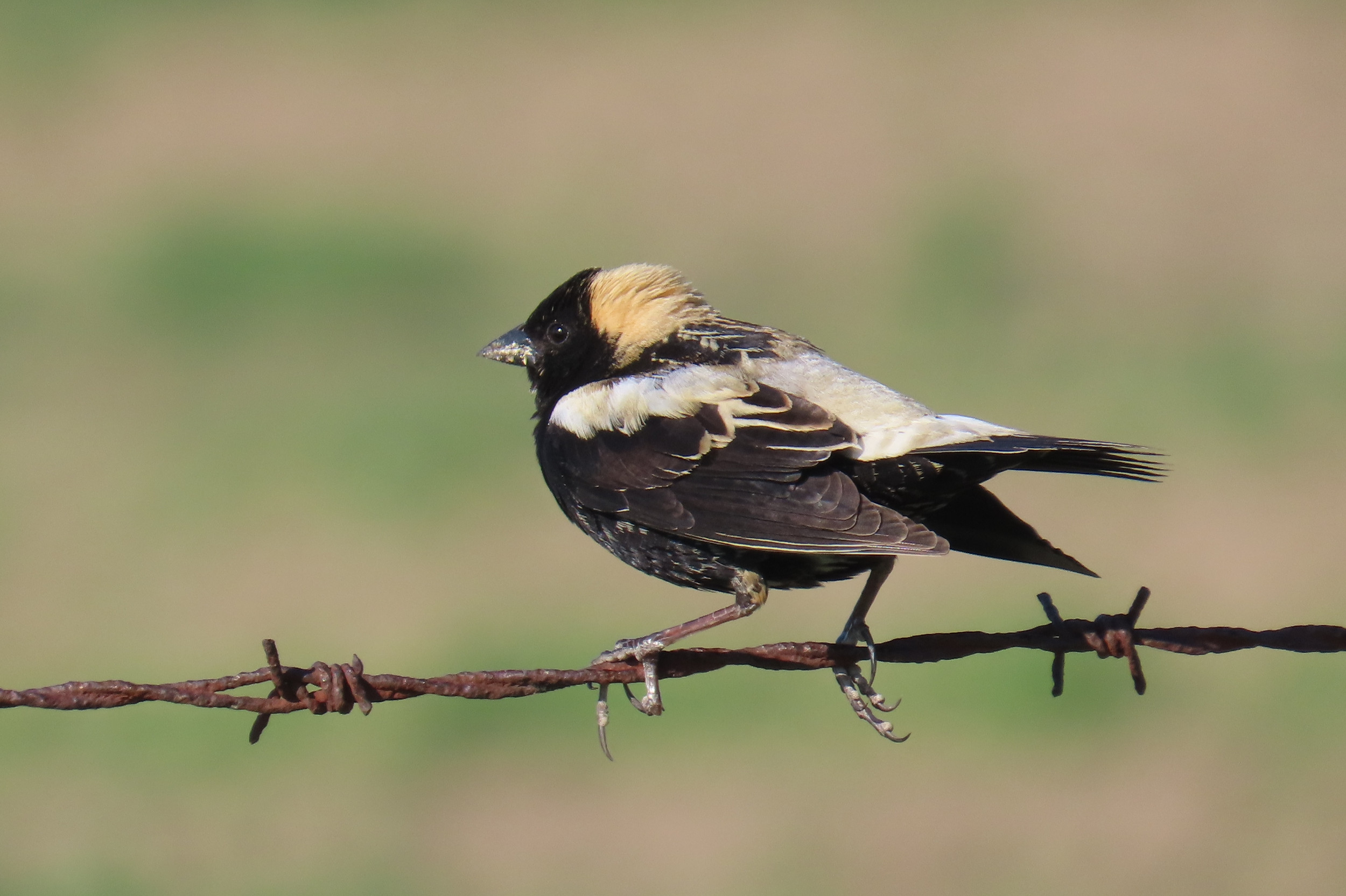 Bobolink | Bird Friendly London