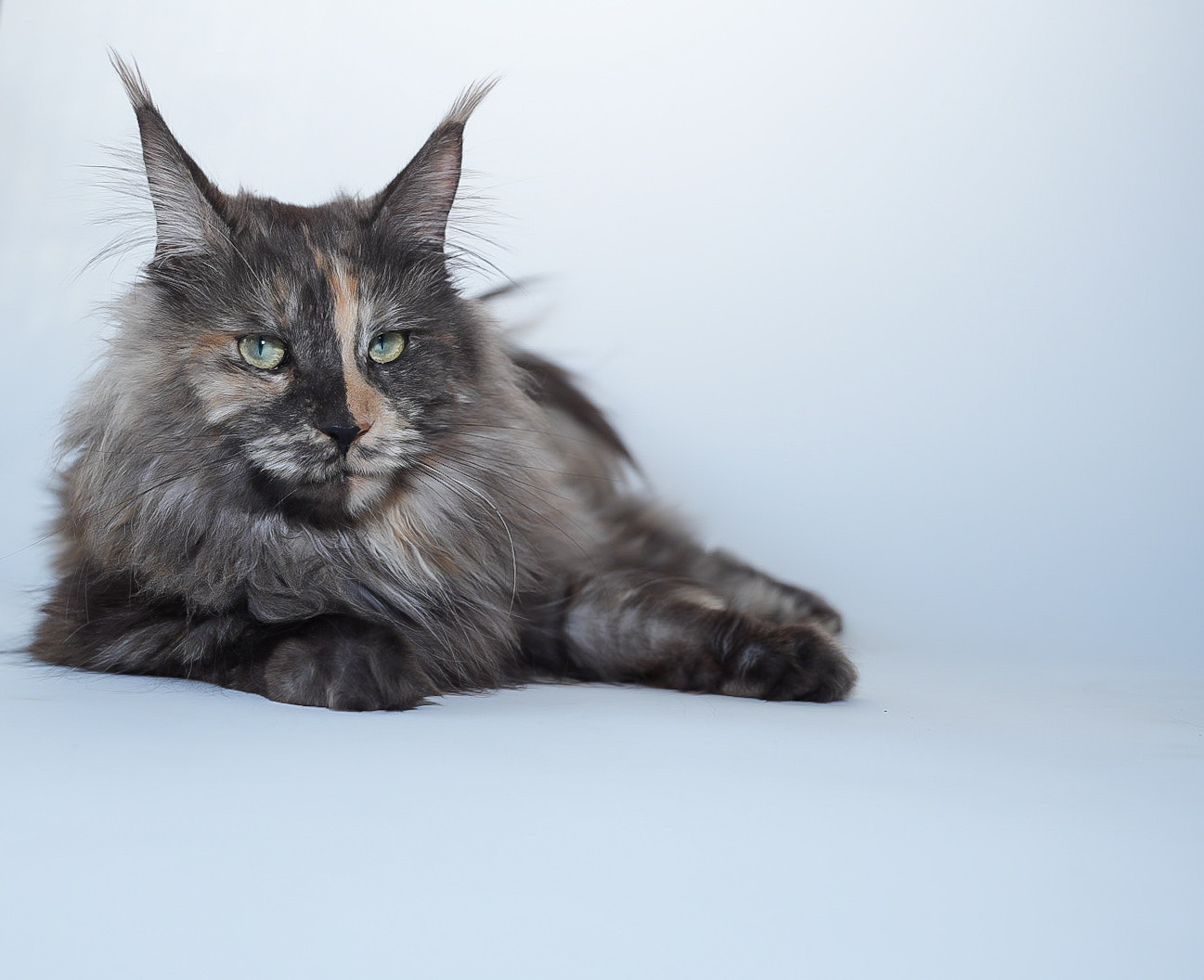 BLOG | Solstice Maine Coons