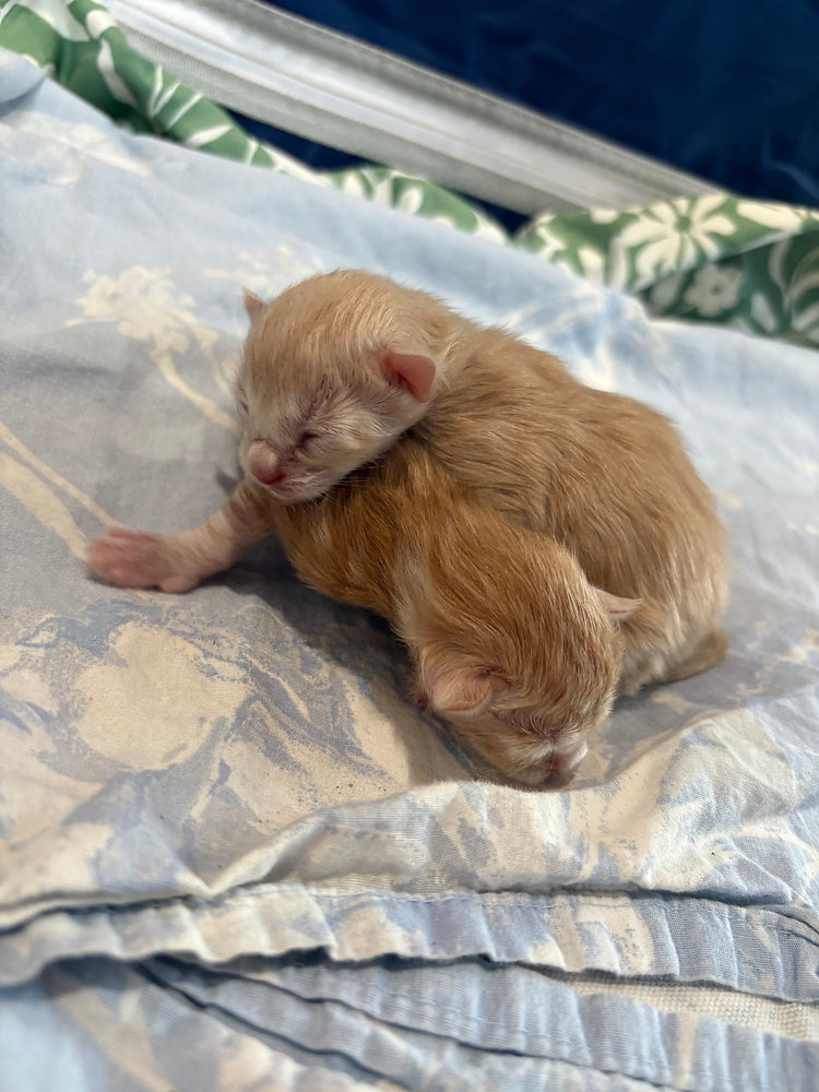 Solstice Cats Welcomes Two Litters of Kittens