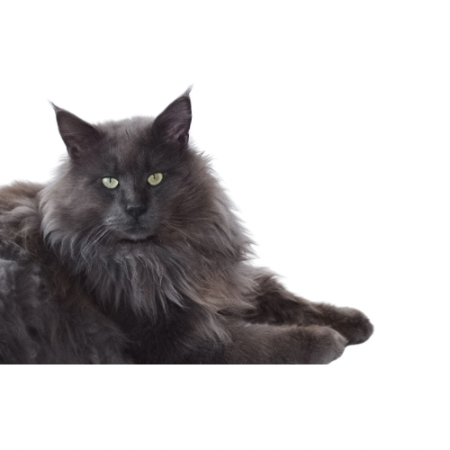 Maine Coon Cat Colors and Patterns: A Guide by Solstice Cats
