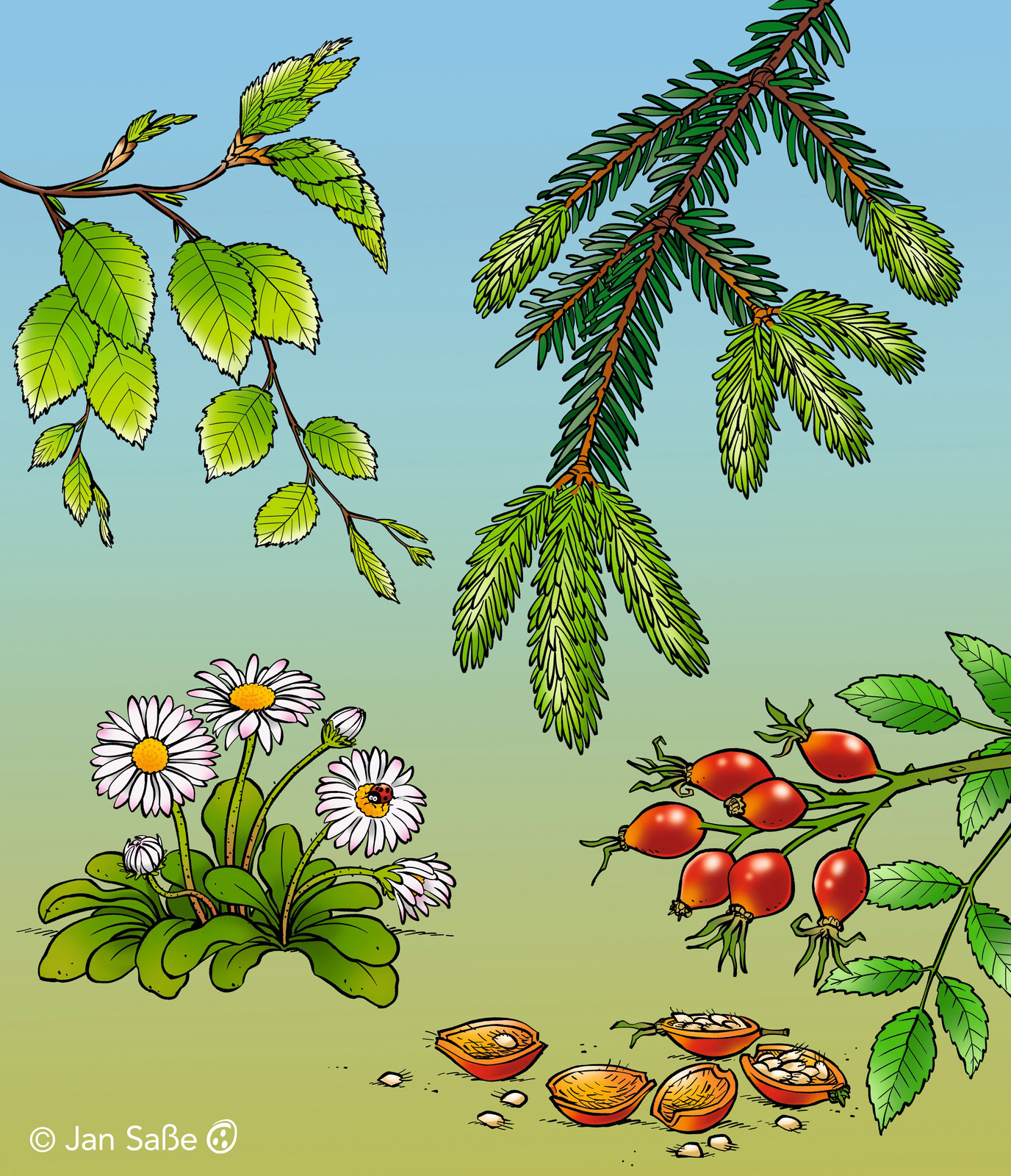 Jan Sasse Illustration