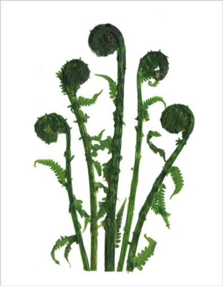 Fiddlehead Fern Drawing