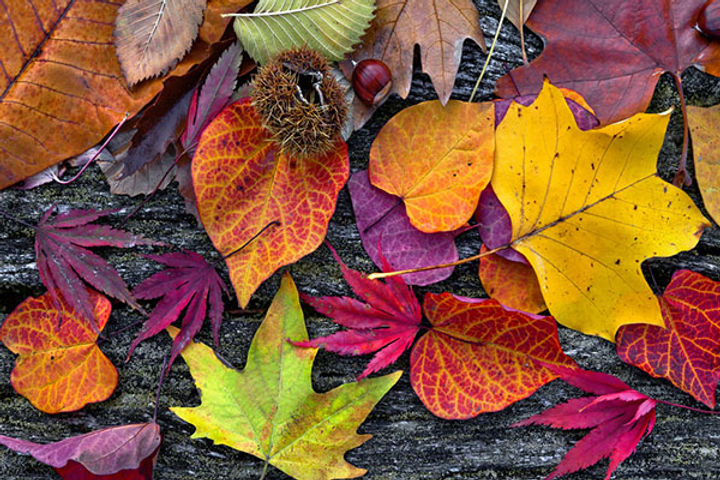Nature's Palette of Brilliant Fall Colors